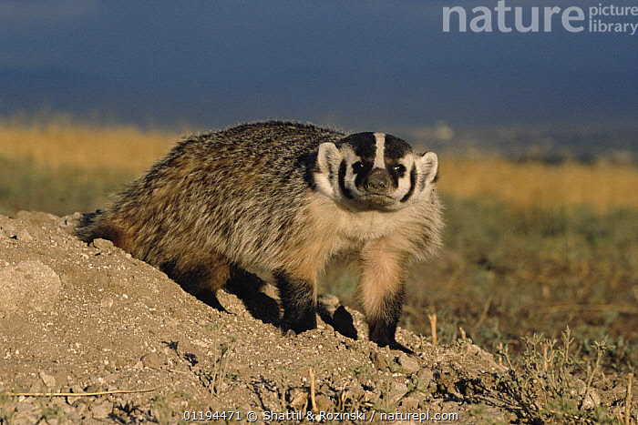 Stock photo of American badger {Taxidea taxus} at burrow, Rocky Mt ...