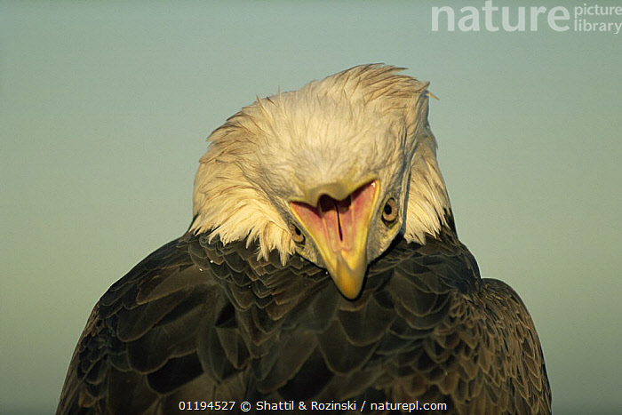 Stock photo of American bald eagle {Haliaeetus leucocephalus} looking ...