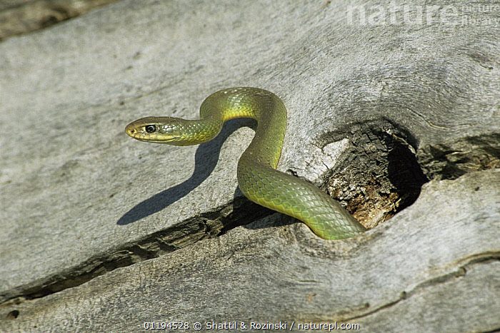 Stock photo of Yellow bellied racer snake {Coluber constrictor ...