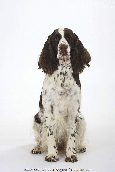 Stock photo of English Springer Spaniel sitting down. Available for ...