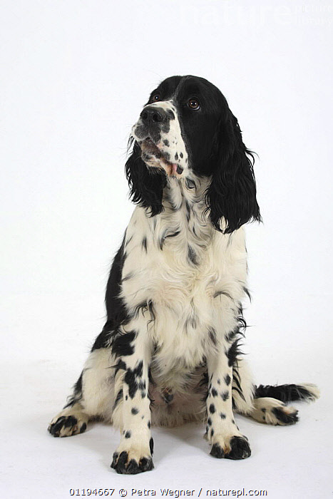 Stock photo of English Springer Spaniel sitting down. Available for ...