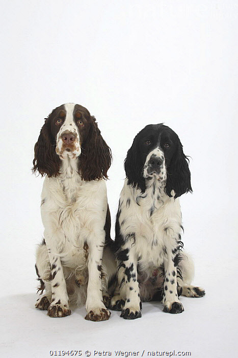 Stock photo of Two English Springer Spaniels with different coat colour ...