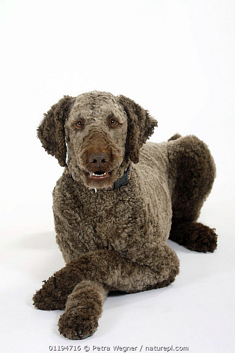 Stock photo of Brown sheared Standard Poodle lying down, paws crossed ...