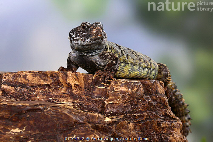Stock photo of African Spiny-tailed Lizard (Uromastyx acanthinurus ...