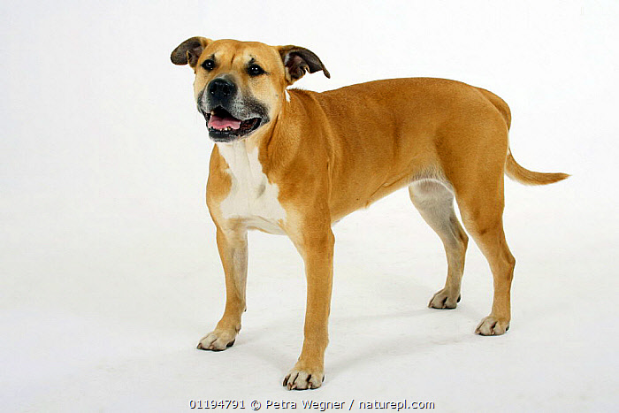 Stock photo of American Staffordshire Terrier / Staffy. Available for ...