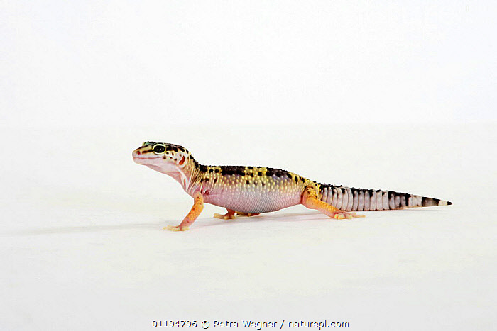 Stock photo of Leopard Gecko walking, captive. Available for sale on ...