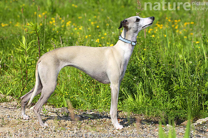 Stock photo of Light sand Whippet standing in show stack / pose ...