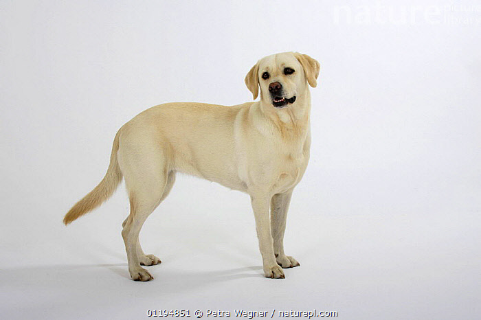 Stock photo of Labrador Retriever standing. Available for sale on www ...