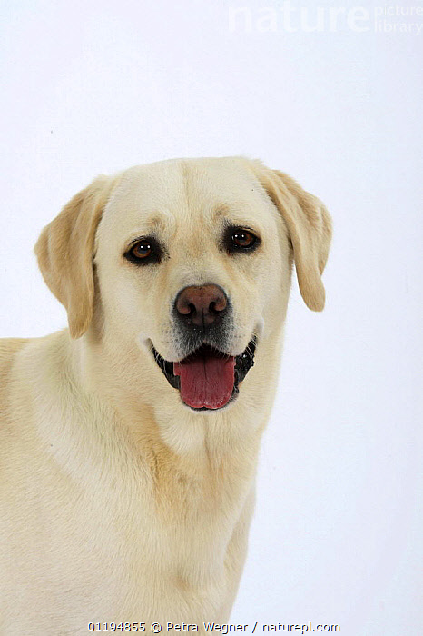 Stock photo of Labrador Retriever head portrait. Available for sale on ...