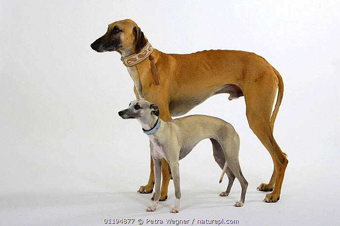 Stock photo of Fawn Sloughi and light sand Whippet standing together ...