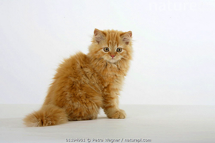 Stock photo of Ginger Persian kitten sitting. Available for sale on www ...
