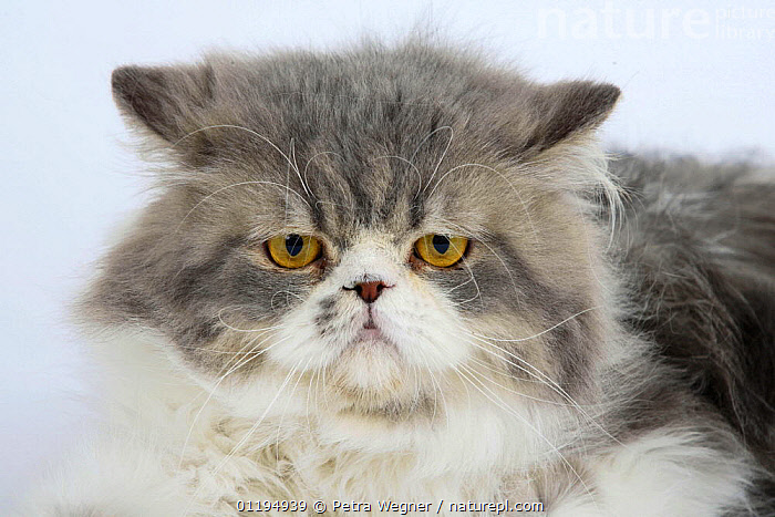 Stock photo of Persian tomcat face. Available for sale on www.naturepl.com