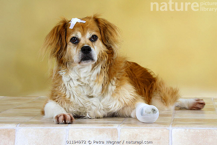 Stock photo of Mixed Breed Dog with medical strip and a bandaged paw ...