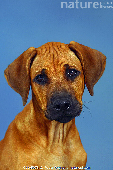 Stock photo of Rhodesian Ridgeback puppy, 3 months, face portrait ...