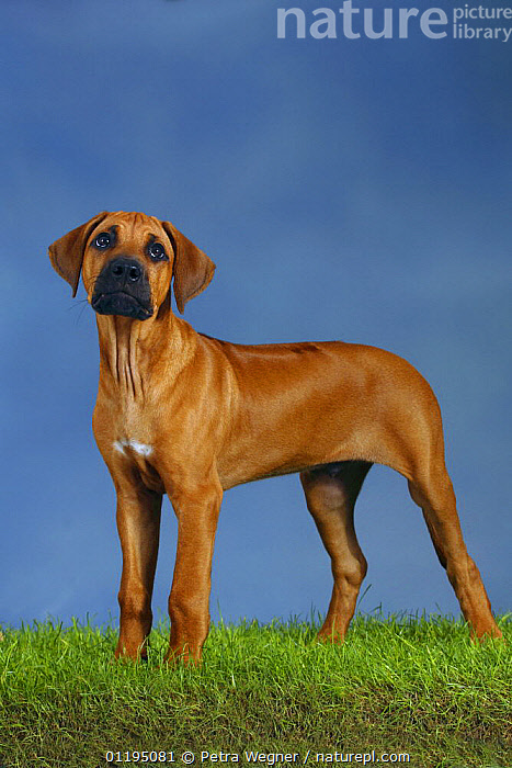 Stock photo of Rhodesian Ridgeback puppy, 3 months, standing and ...