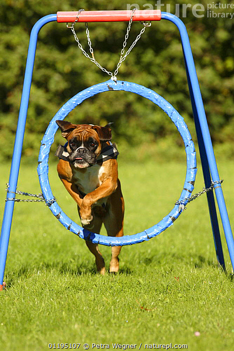 Stock photo of German Boxer wearing a harness, jumping through a hoop ...