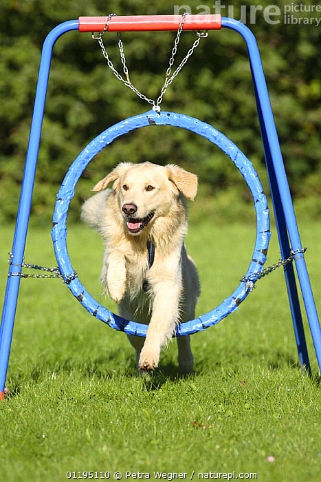 Stock photo of Golden Retriever running through a hoop. Available for ...
