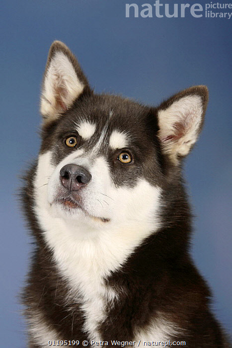 Stock photo of Blue Alaskan Malamute face portrait. Available for sale ...