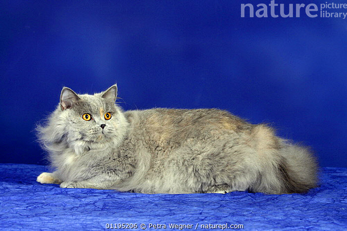Stock photo of British Longhair Cat (blue tortoiseshell with gold eyes ...