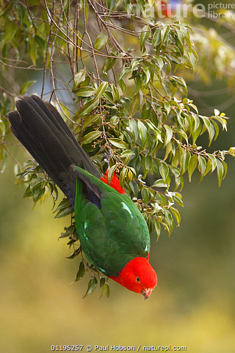 Stock photo of King parrot (Alisterus scapularis) male hanging upside ...