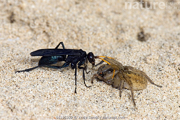 Stock photo of Spider hunting wasp (Entypus fulvicornis) hauling a ...