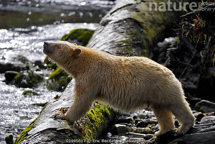 Stock photo of Kermode / Spirit bear (Ursus americanus Kermodei), white ...