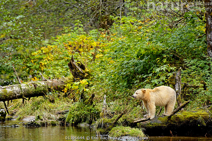 Stock photo of Kermode / Spirit bear (Ursus americanus Kermodei), white ...