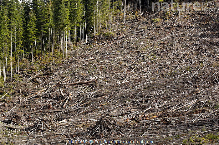 Stock photo of Deforestation, logging on Vancouver Island, British ...