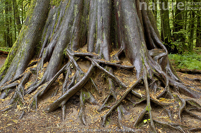 Stock photo of Roots of a giant Western Red cedar (Thuja plicata), old ...
