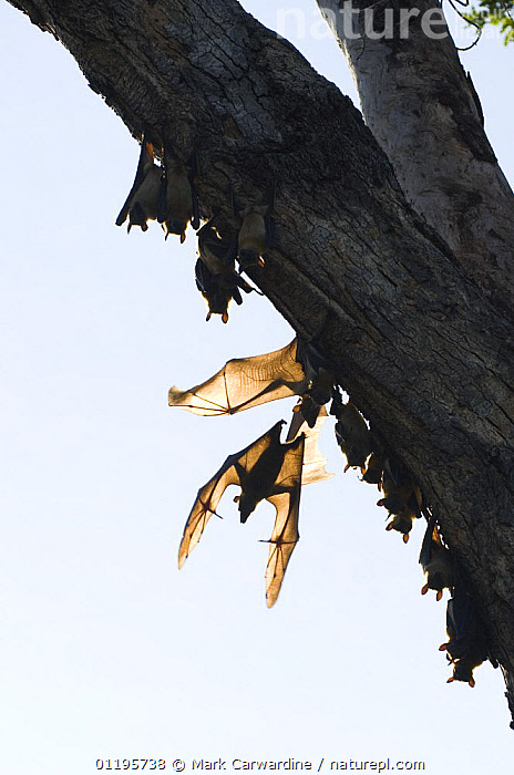 Stock photo of Straw-coloured fruit bats (Eidolon helvum) flying from ...