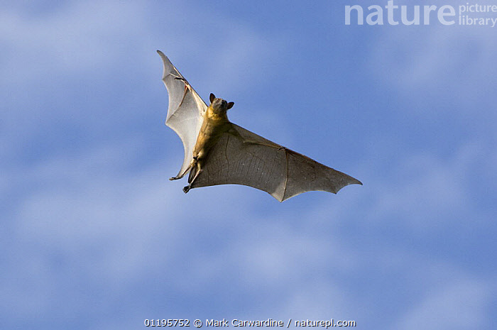 Stock photo of Straw-coloured fruit bat (Eidolon helvum) flying ...