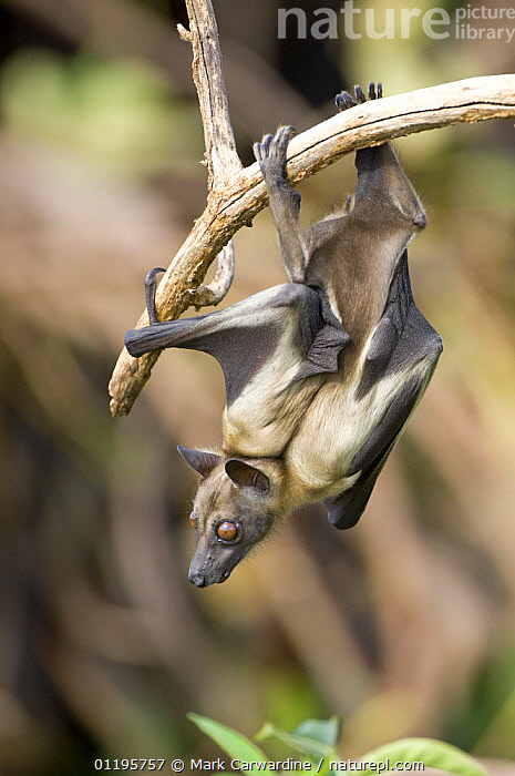 Stock photo of Straw-coloured fruit bat (Eidolon helvum) moving along ...