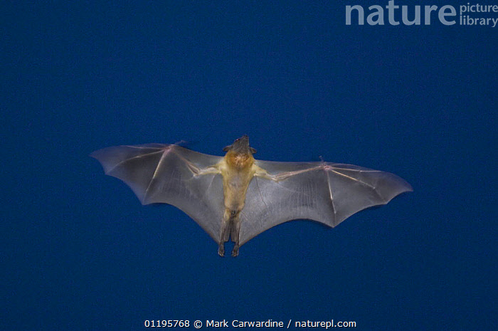 Stock photo of Straw-coloured fruit bat (Eidolon helvum) flying at ...