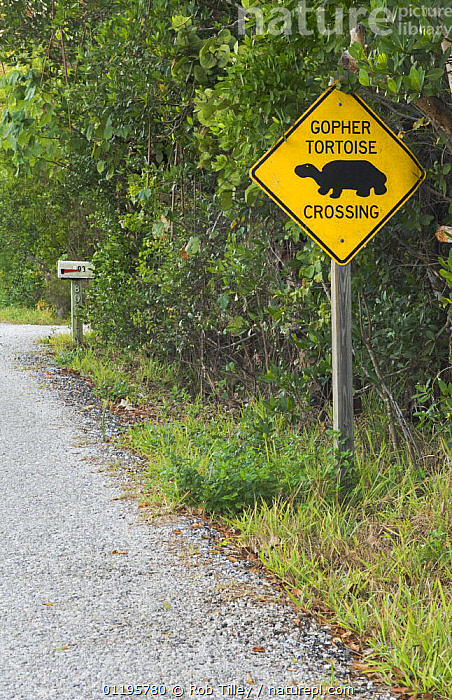 Stock photo of Gopher Tortoise Crossing warning sign, Sanibel, Florida ...