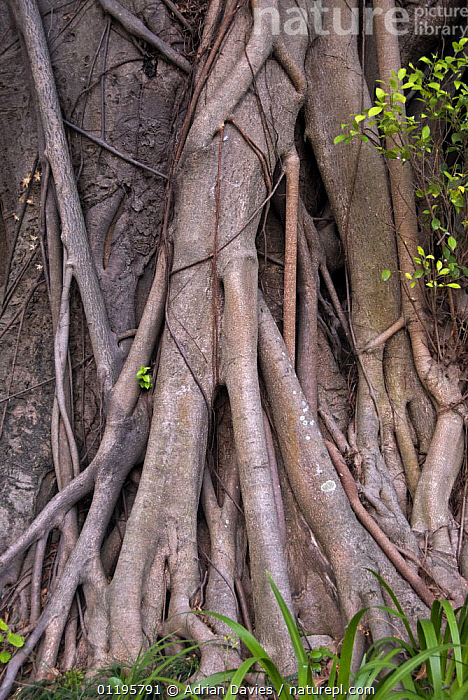 Stock photo of External roots of Chinese Banyan tree (Ficus microcarpa ...