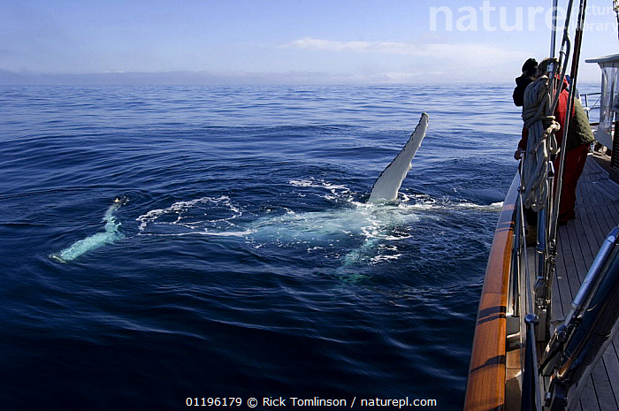 Stock photo of A humpback whale (Megaptera novaeangliae) plays ...