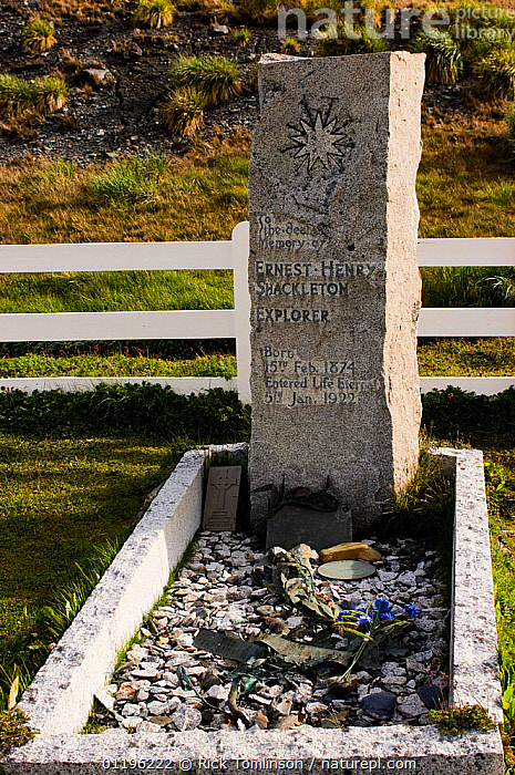 Stock photo of Ernest Shackleton's grave at the whalers cemetery ...