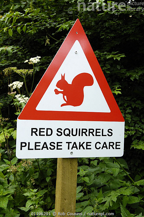 Stock photo of Red Squirrel (Sciurus vulgaris) warning sign at Eshott ...