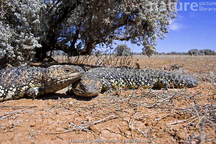 Stock photo of Shingleback / Sleepy lizard (Trachydosaurus / Tiliqua ...