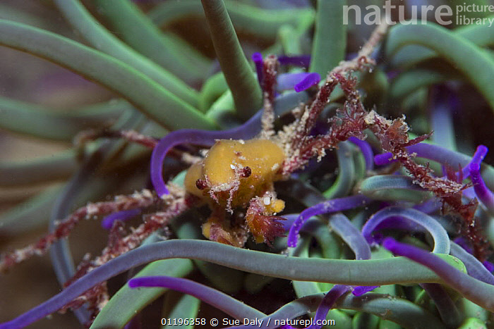 Stock photo of Leach's Spider Crab {Inachus phalangium} amongst ...