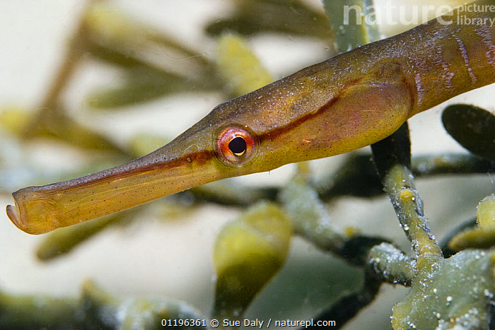 Stock photo of Snake Pipefish (Entelurus aequoreus) Jersey, Channel ...