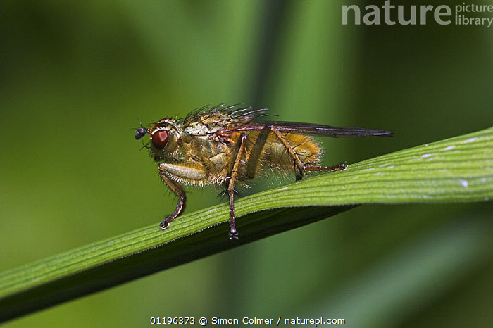 Stock photo of Yellow dung fly (Scathophaga stercoraria) on leaf, UK ...