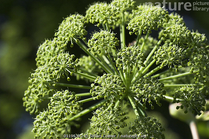 Stock photo of Angelica (Angelica archangelica) UK. Available for sale ...