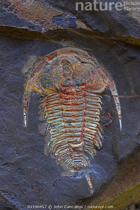 Stock photo of Fossil Trilobite (Redlichia takooensis), Lower (Early ...