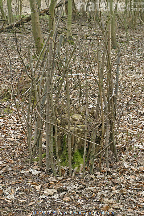 Stock photo of Ring of sticks round coppiced Hazel stool for protection ...