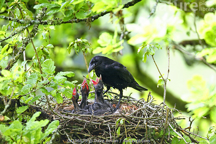 Stock photo of Carrion crow (Corvus corone) female with chicks at nest ...