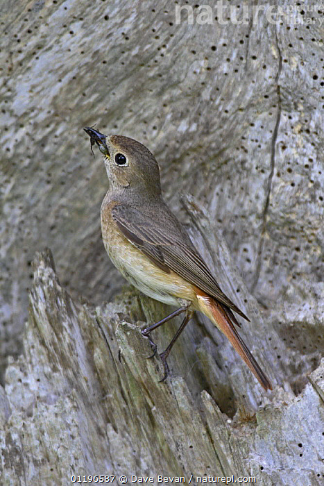 Stock photo of Redstart (Phoenicurus phoenicurus) female brings insect ...