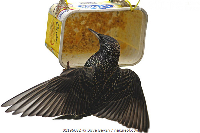 Stock photo of Common starling (Sternus vulgaris) feeding on homemade ...