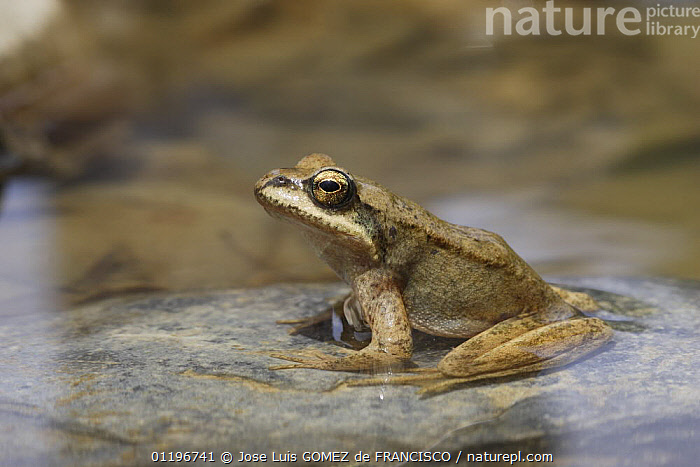 Stock photo of Pyrenean frog (Rana pyrenaica) sitting on rock in water ...