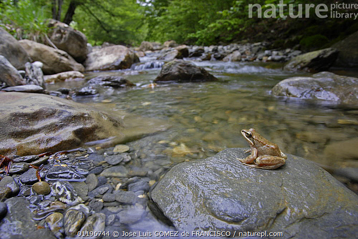 Stock photo of Pyrenean frog (Rana pyrenaica) sitting on rock by a ...